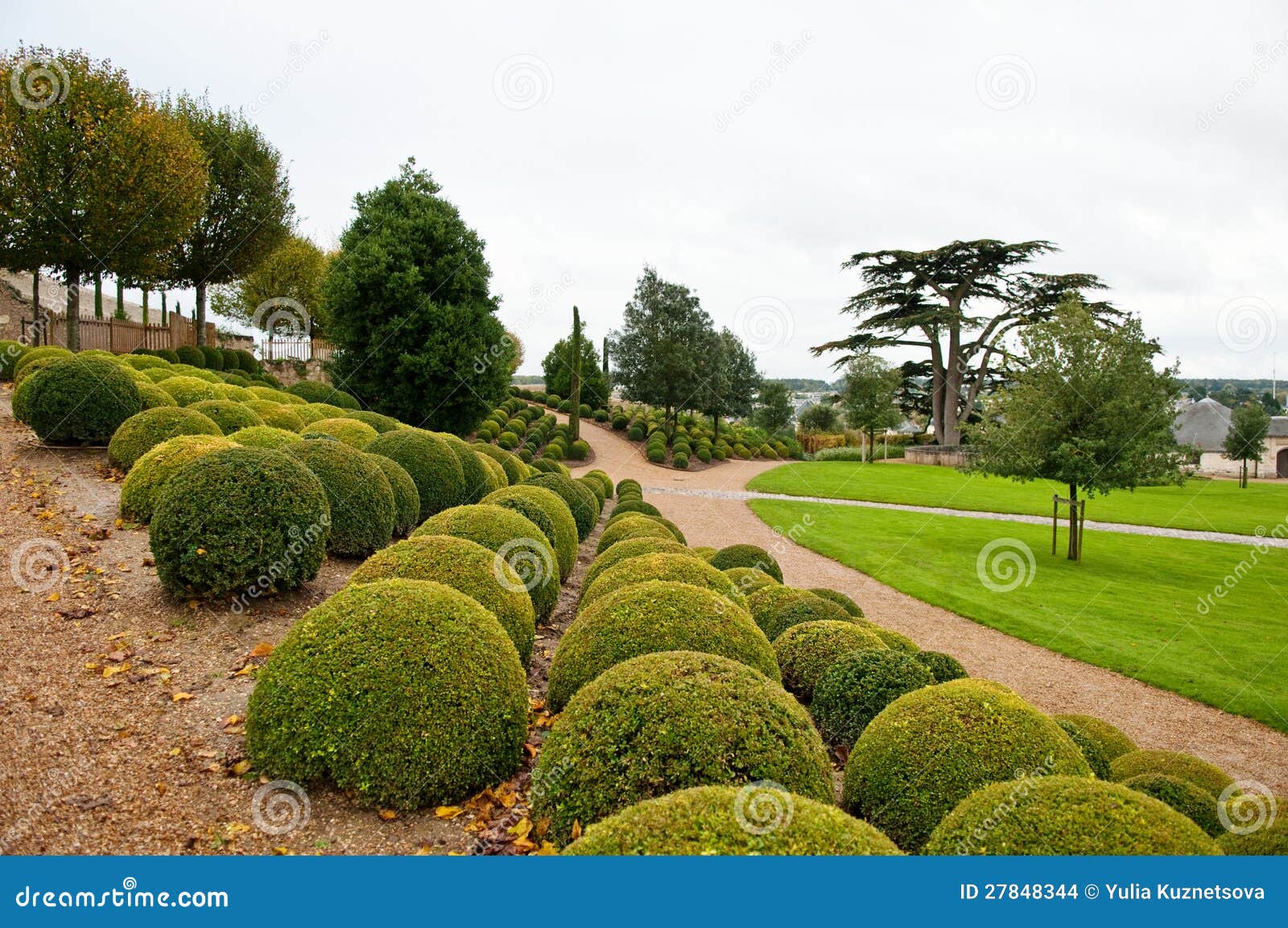 Boxwood Rows and Lebanon Cedar in Amboise Garden Stock Photo - Image of ...