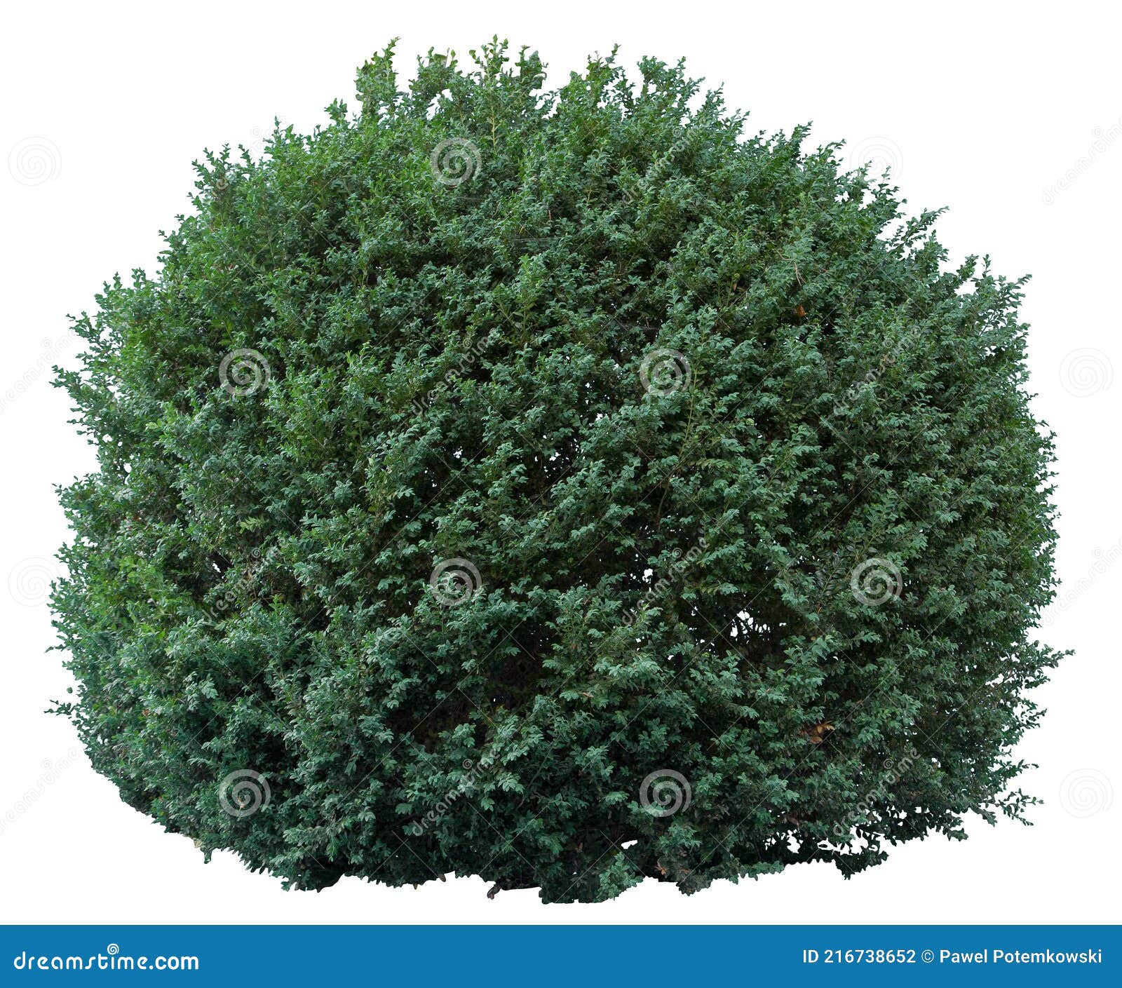 Boxwood Shrub Cutout Isolated on White Background Stock Photo - Image ...