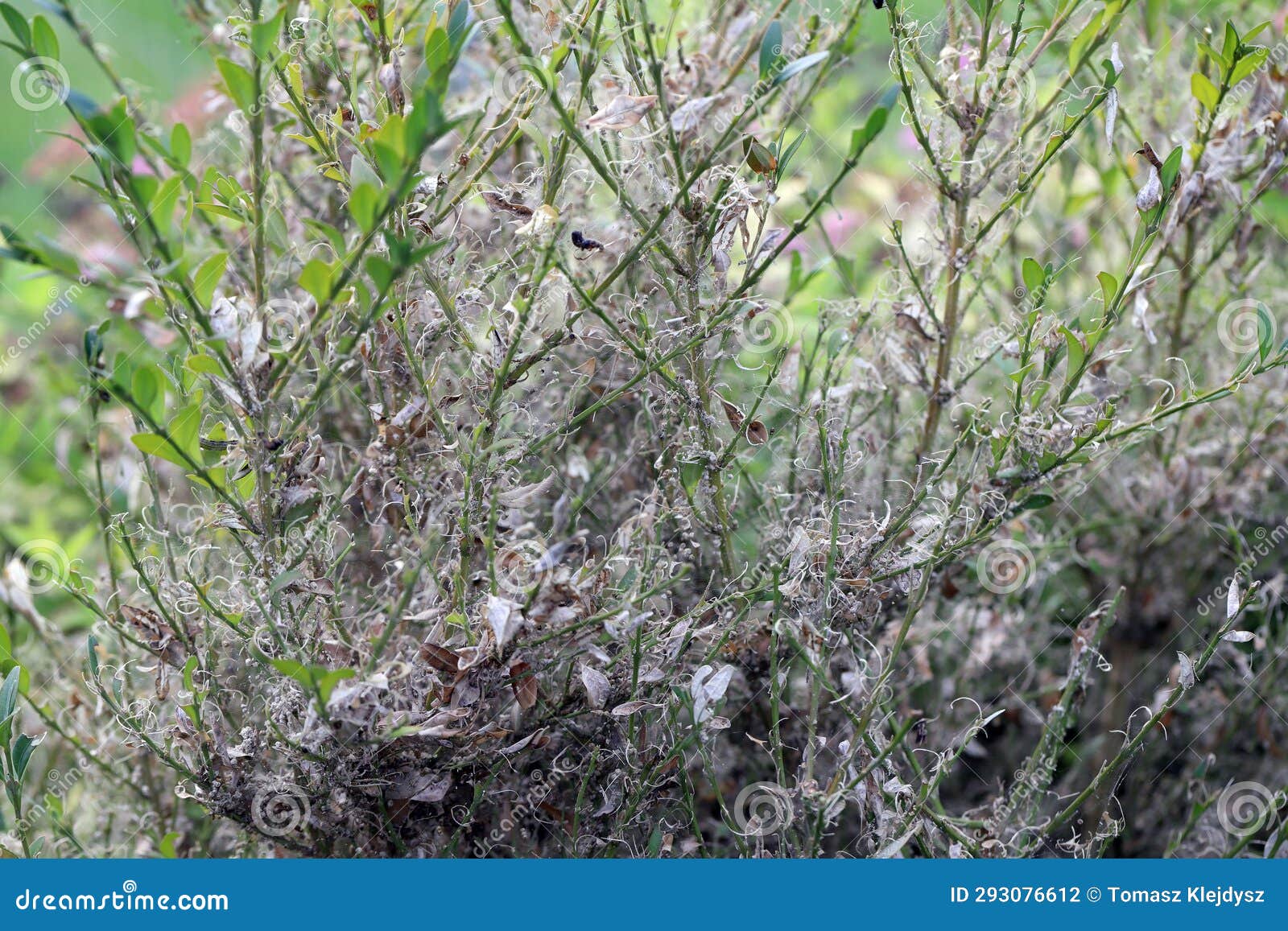 Boxwood Shrub Infested and Destroyed by Caterpillars of Box Tree Moth ...