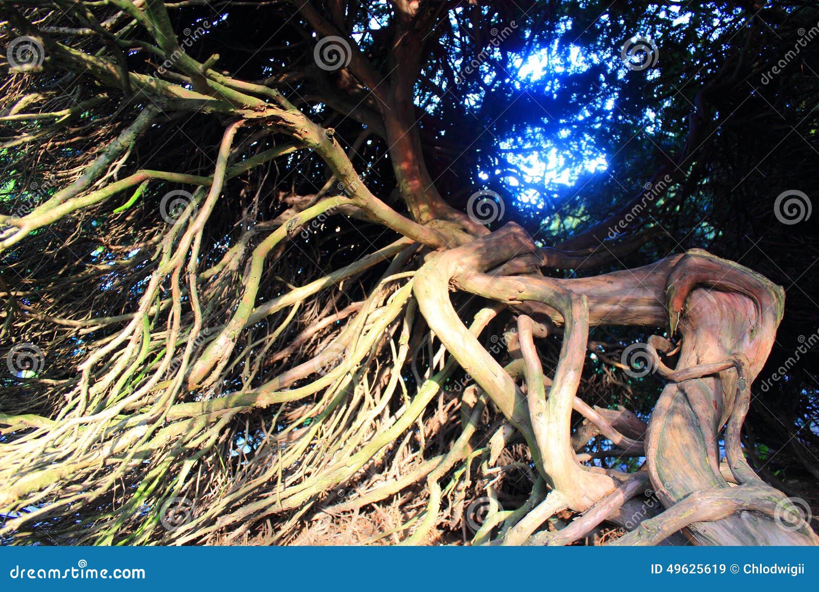 Boxwood stem stock image. Image of treebranch, branch - 49625619