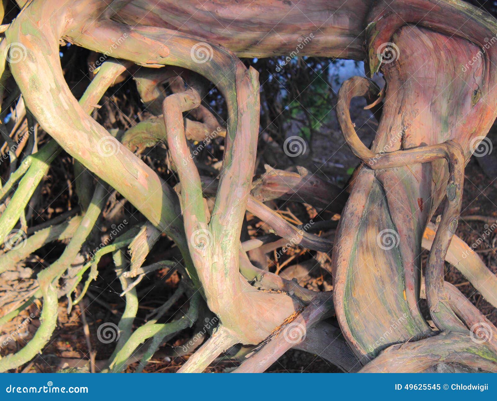 Boxwood stems stock image. Image of boxwood, trunk, limbs - 49625545