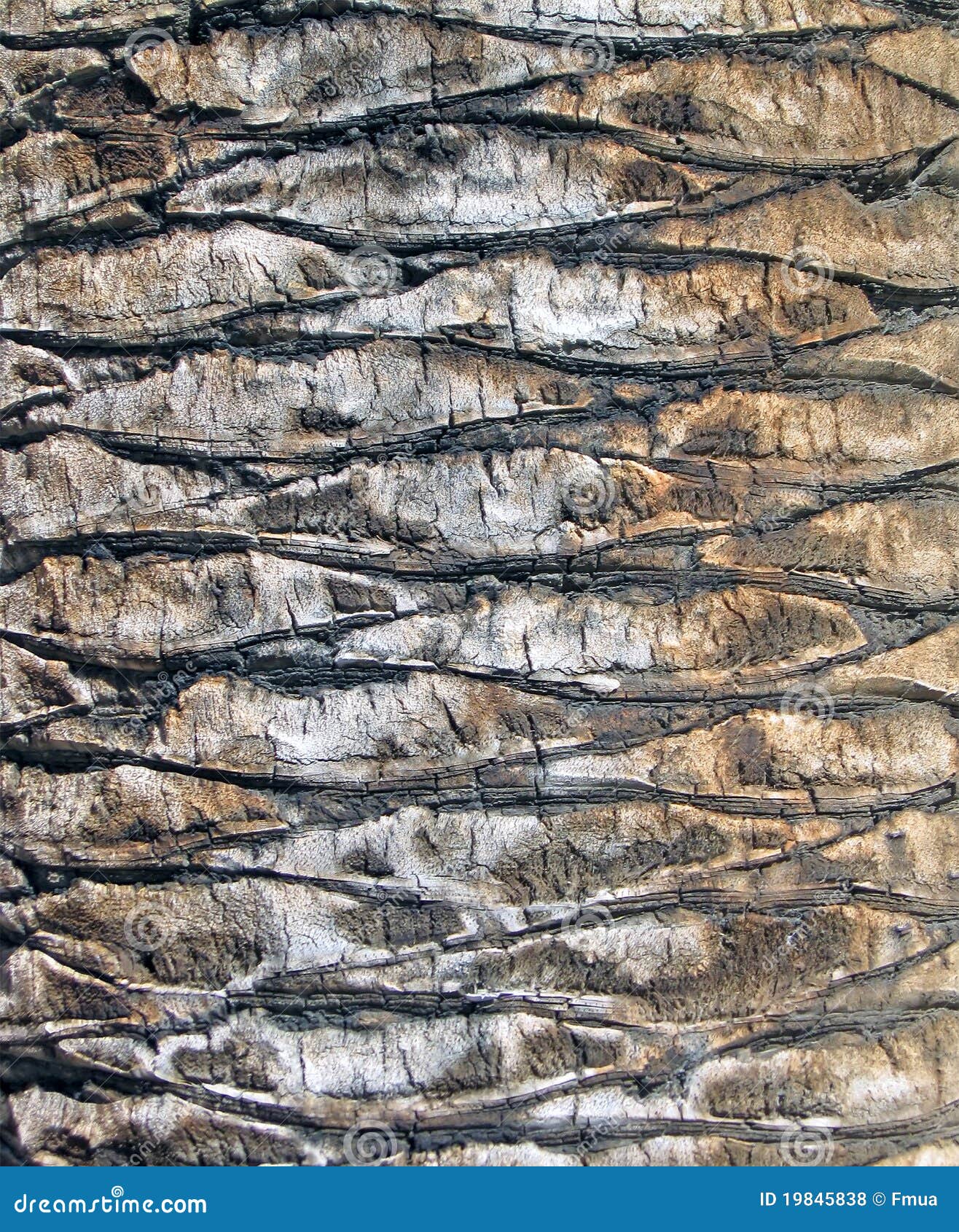 Boxwood Texture Closeup, Palm Tree Background, Stock Photo - Image of ...