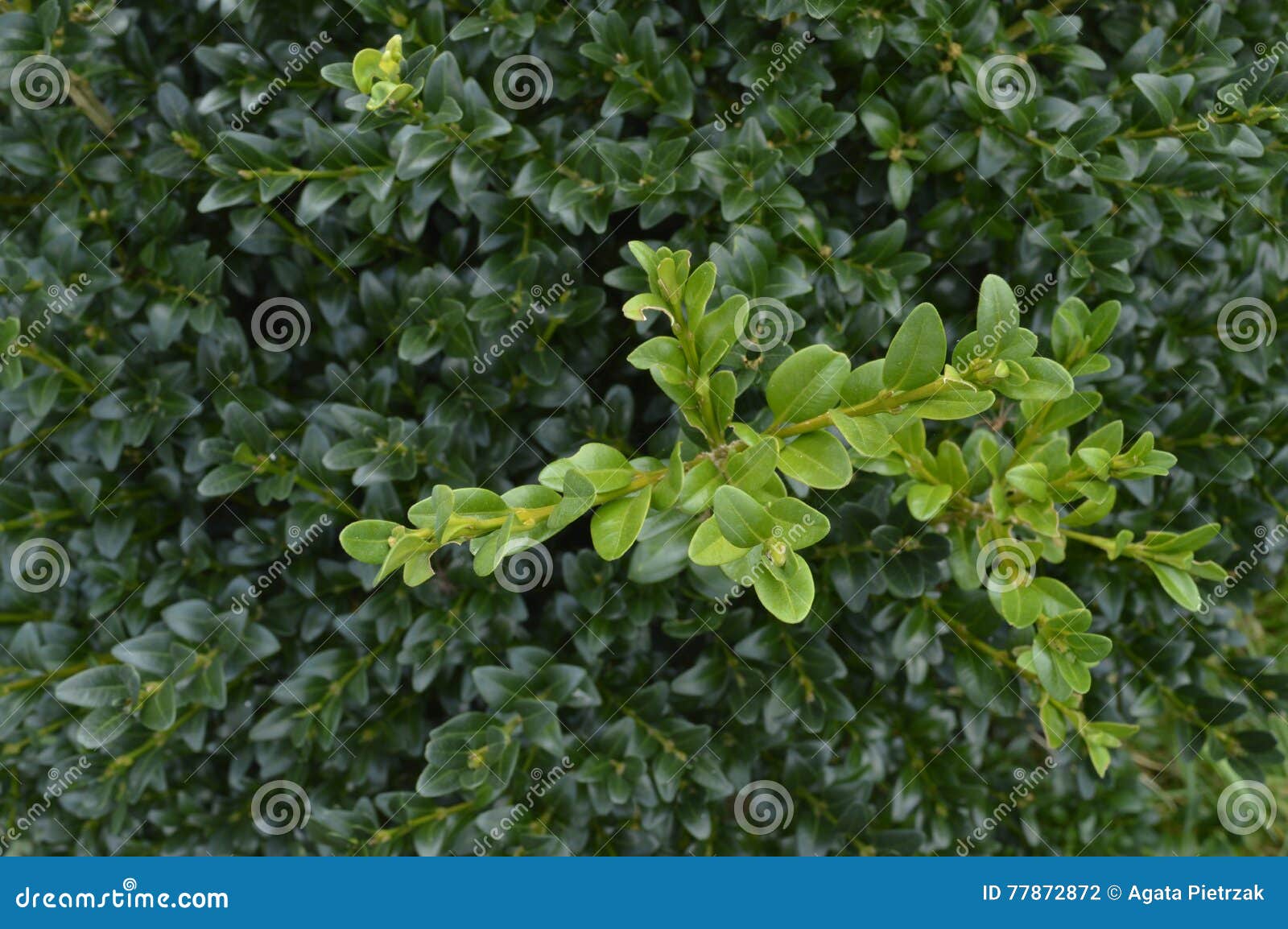 Boxwood stock photo. Image of hedge, evergreen, decoration - 77872872