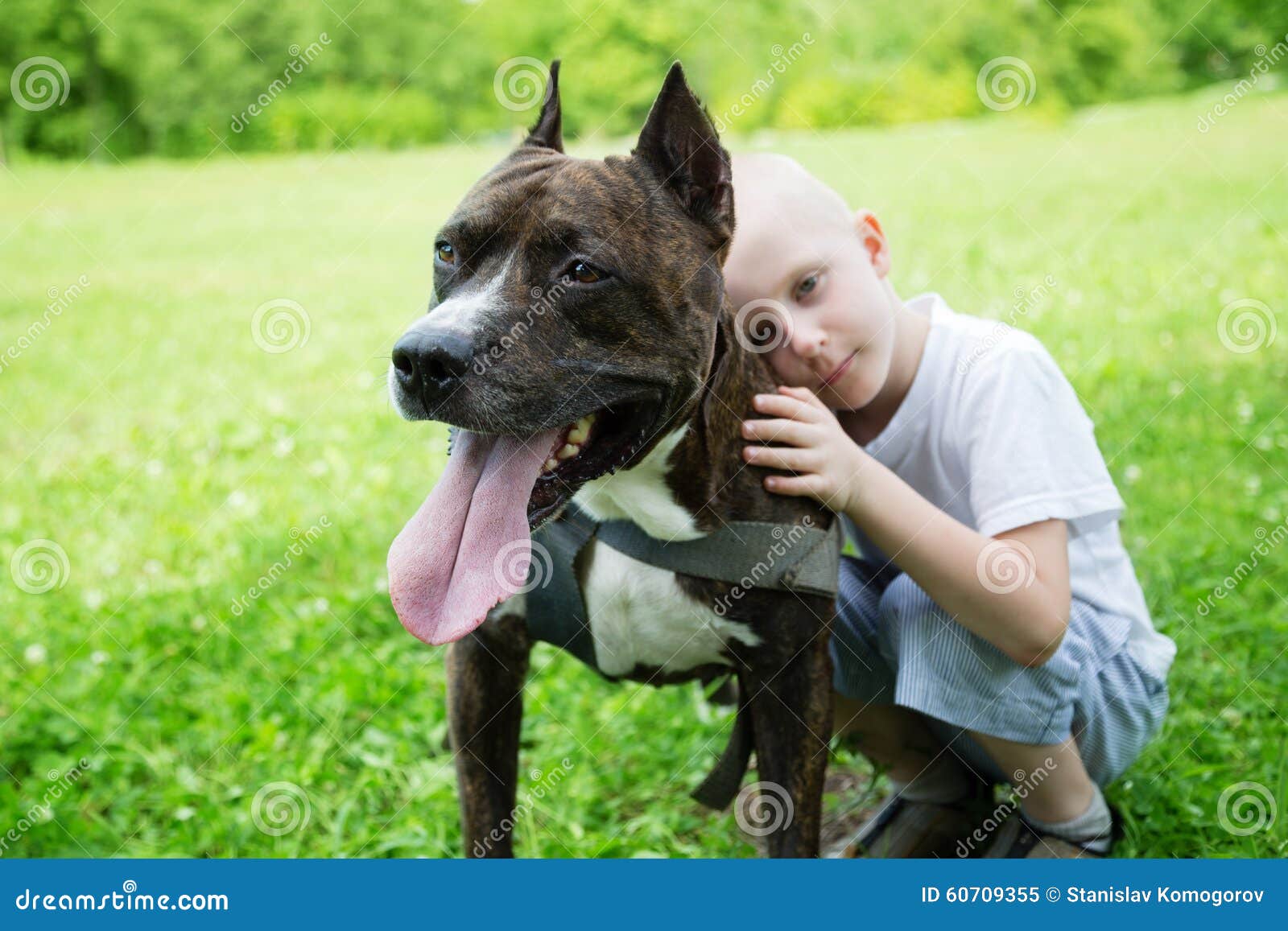 Boy with American Staffordshire Terrier Stock Image - Image of child ...