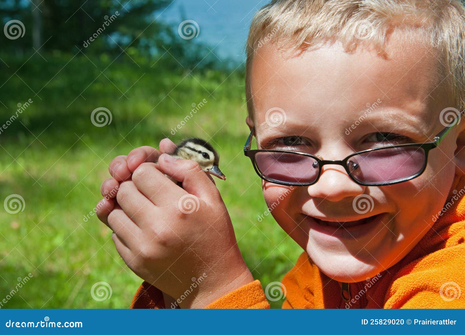 Boy with Baby Duck stock photo. Image of grin, fowl, grinning - 25829020