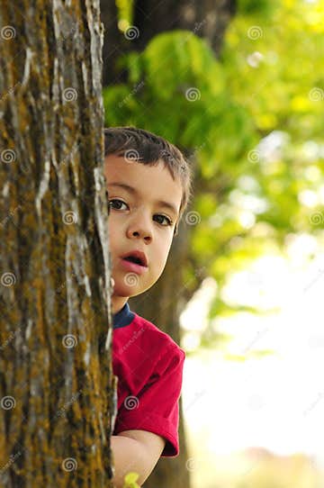 Boy behind tree stock photo. Image of seek, tree, child - 5424704