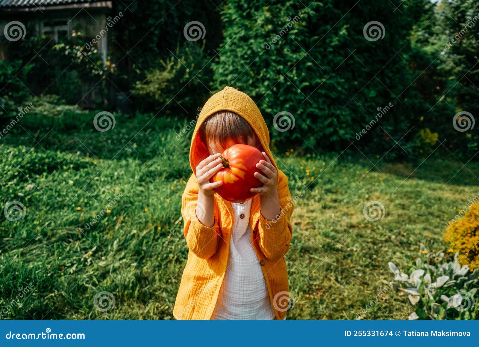 Boy with Big Red Tomato before Face. Stock Photo - Image of nature ...