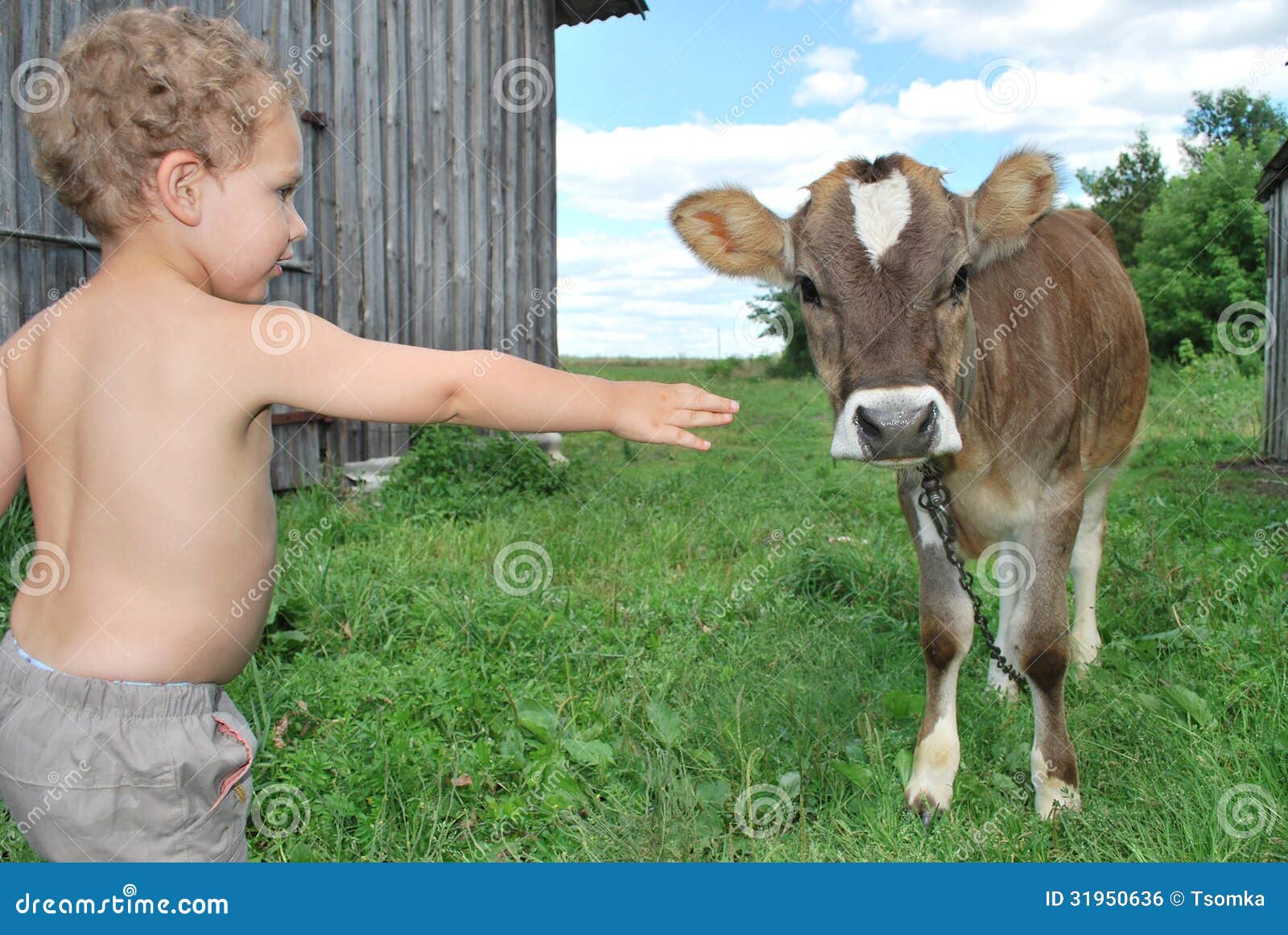 The boy and the calf stock photo. Image of children, cattle - 31950636
