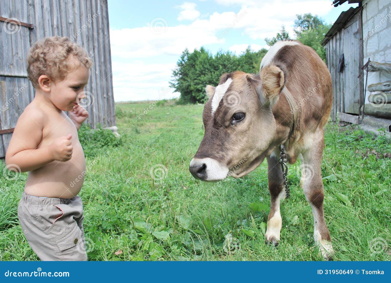 The boy and the calf stock image. Image of caucasian - 31950649
