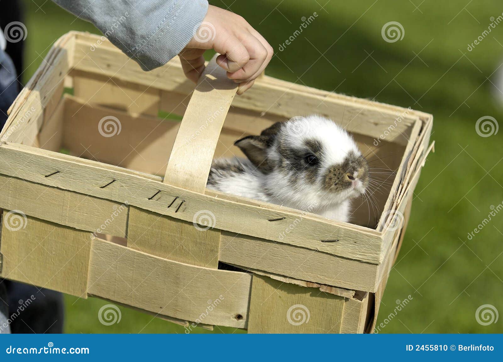 Boy carrying sweet bunny stock photo. Image of friendship - 2455810