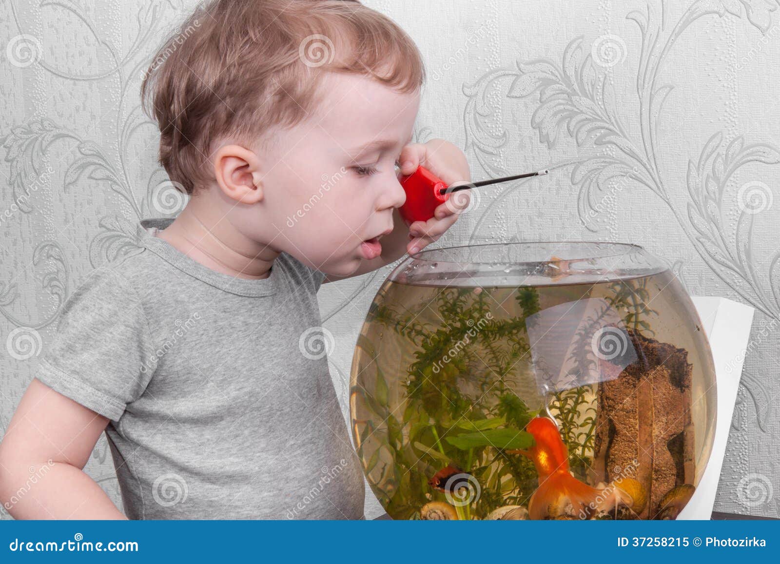 Boy Catches Fish in Aquarium Stock Image - Image of home, goldfish ...