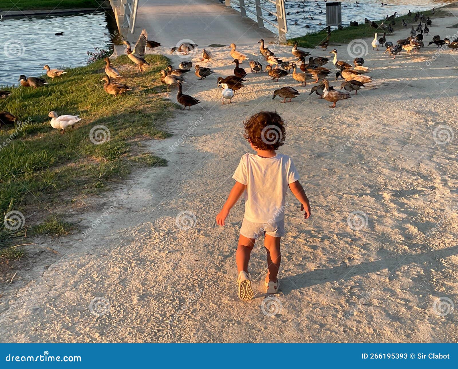 Boy Chasing Ducks in a Park with a Bridge in the Background Stock Image ...