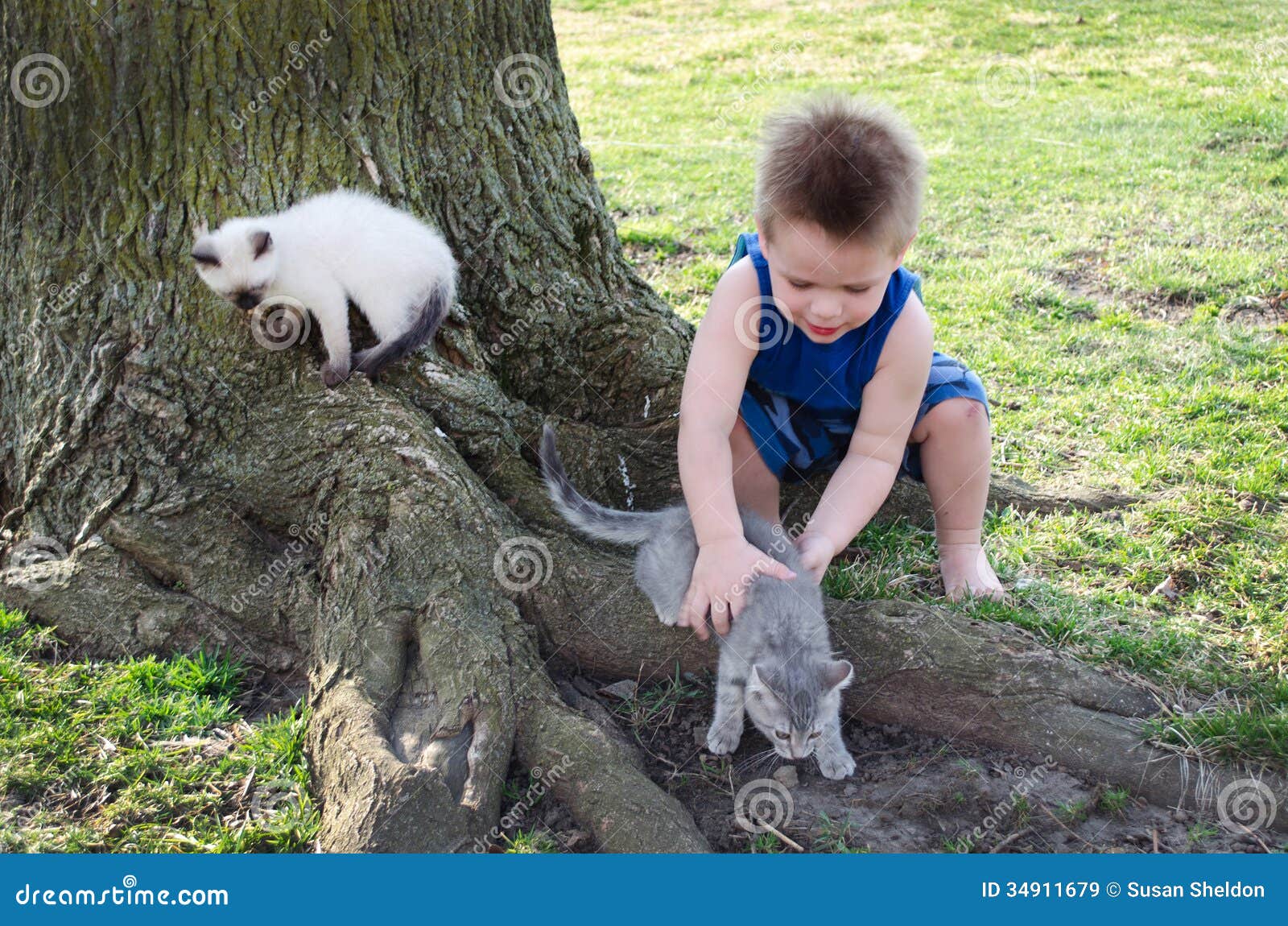 Boy chasing kittens stock image. Image of barefoot, caucasian - 34911679