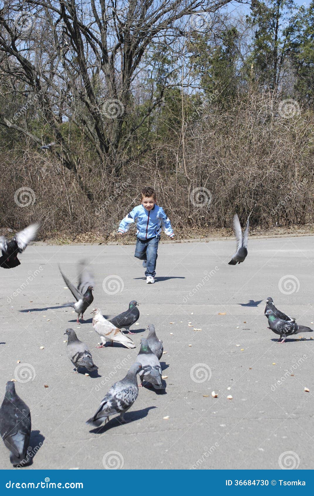 Boy chasing pigeons stock photo. Image of animals, child - 36684730