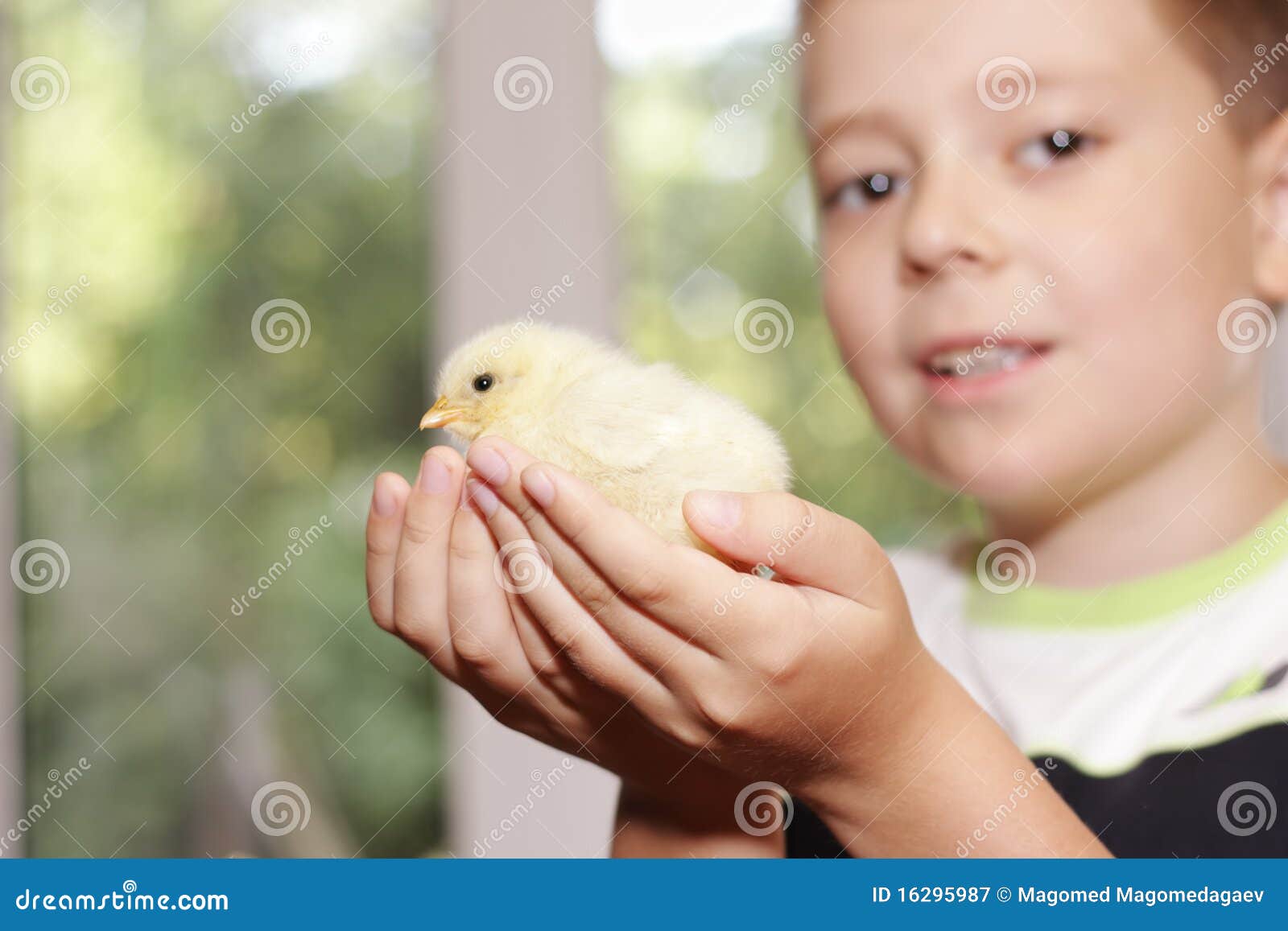 Boy with chick stock image. Image of male, horizontal - 16295987
