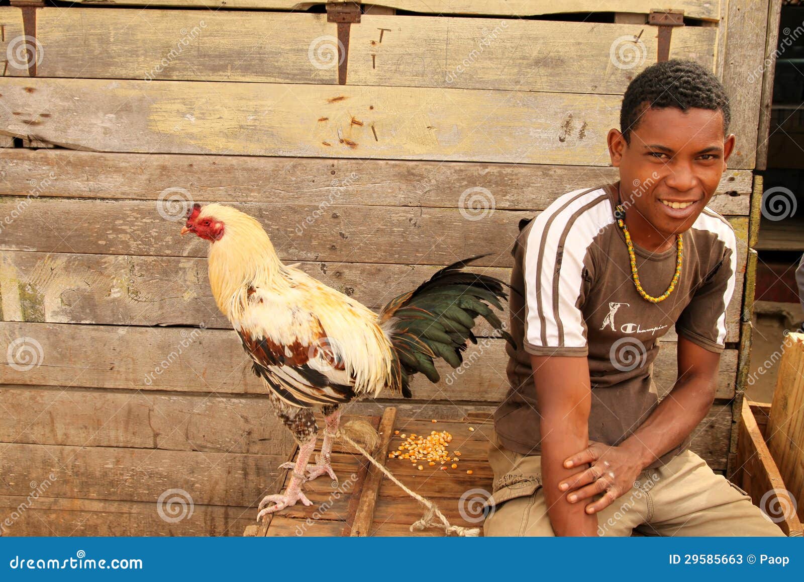 Boy with a chicken editorial stock photo. Image of african - 29585663