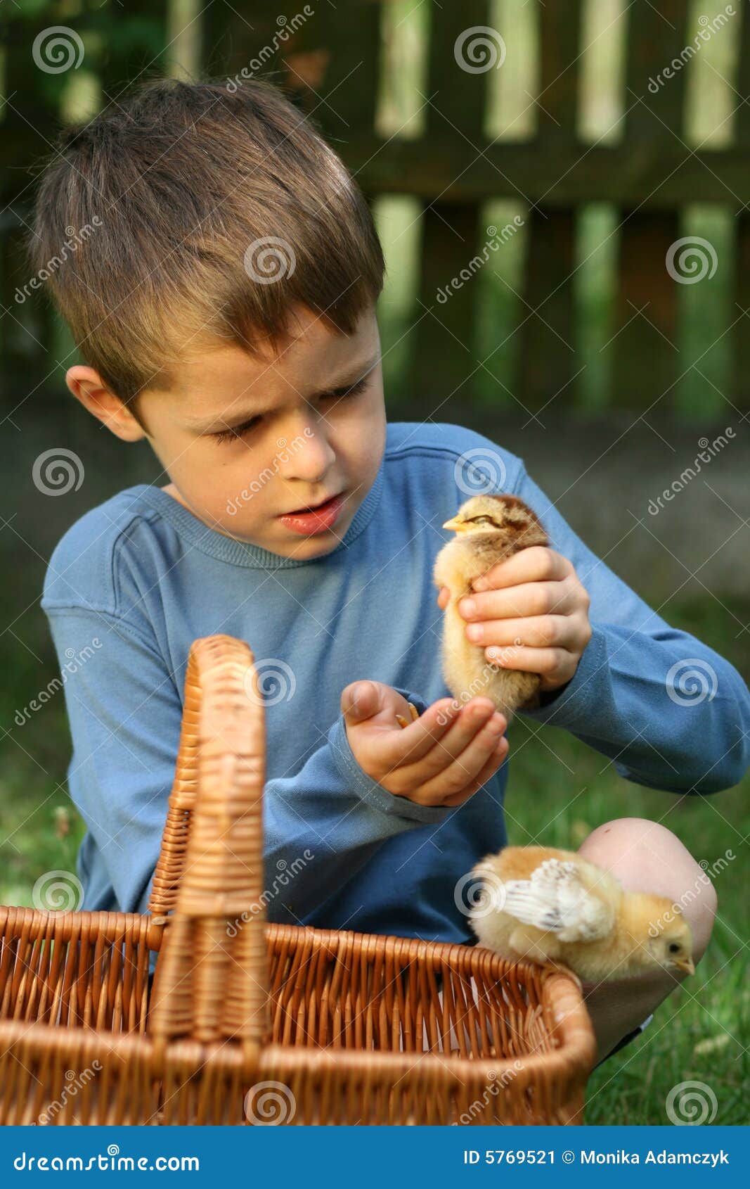 Boy and chicken stock image. Image of summer, vacation - 5769521