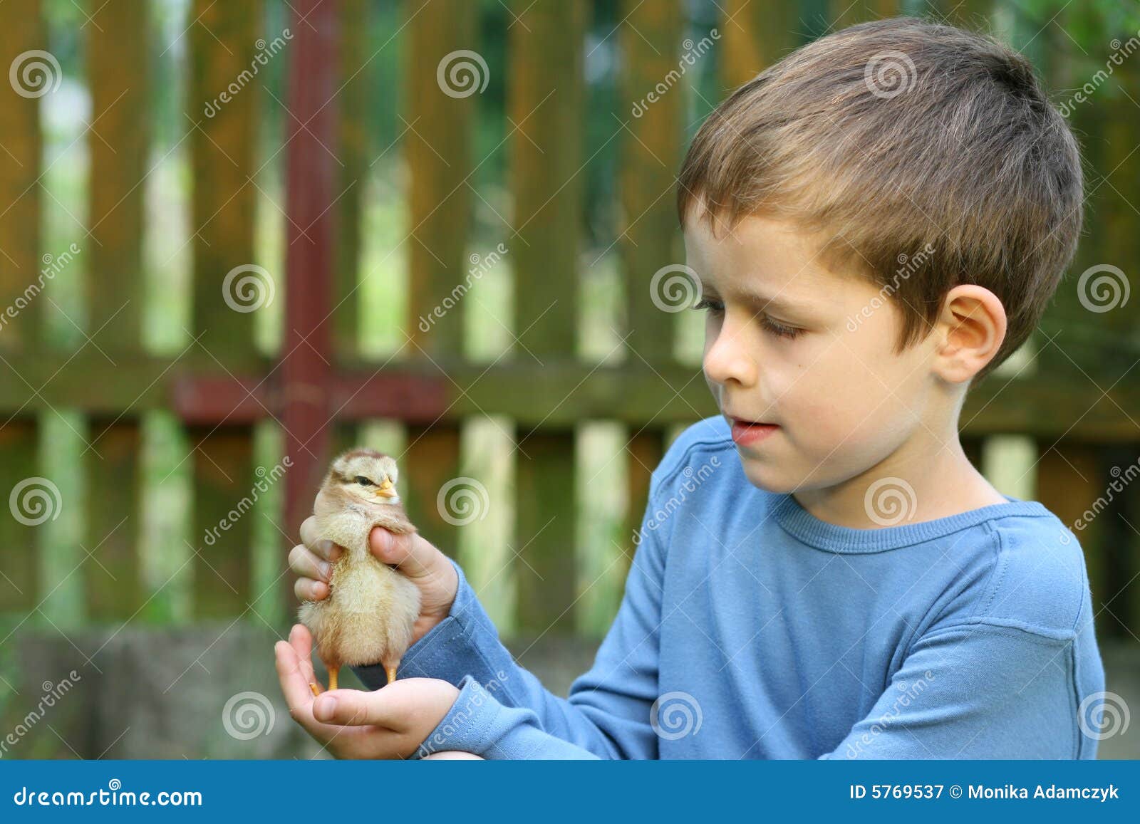 Boy and chicken stock image. Image of easter, vacation - 5769537