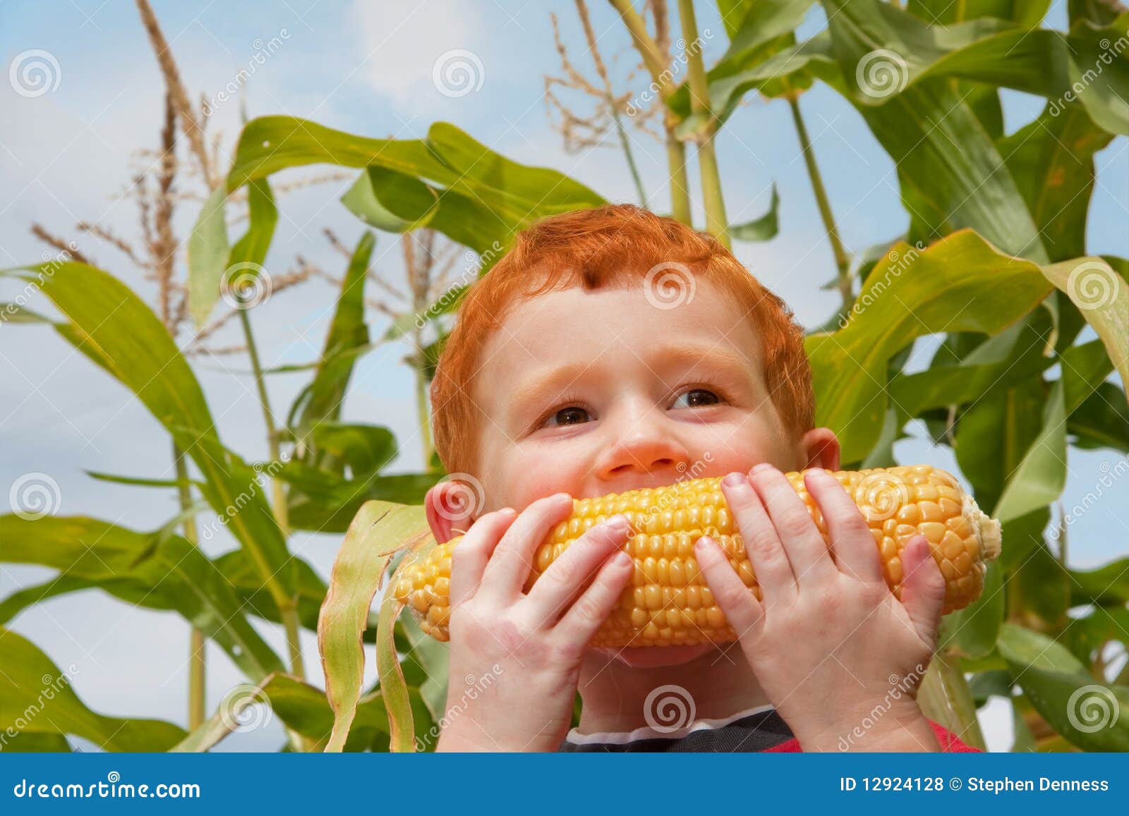 Boy Child Eating Organic Corn in Garden Stock Photo - Image of organic ...