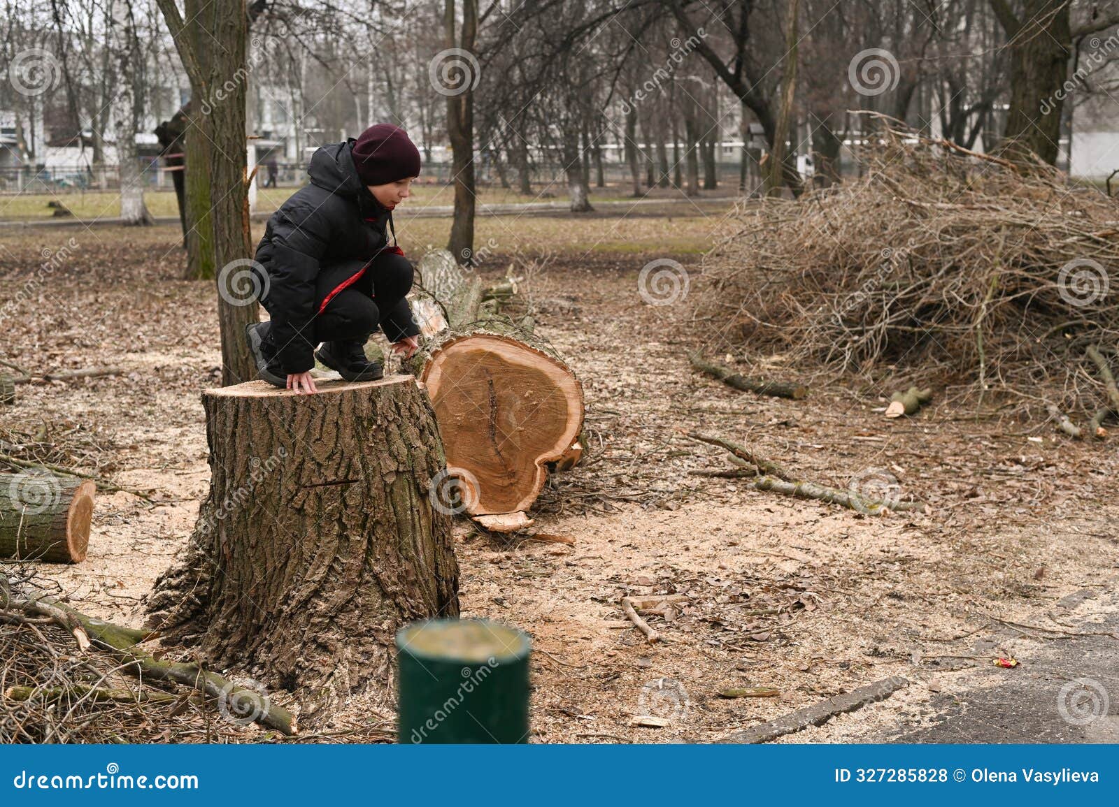 The Boy Climbed on a Large Stump of a Sawn Tree Stock Photo - Image of ...