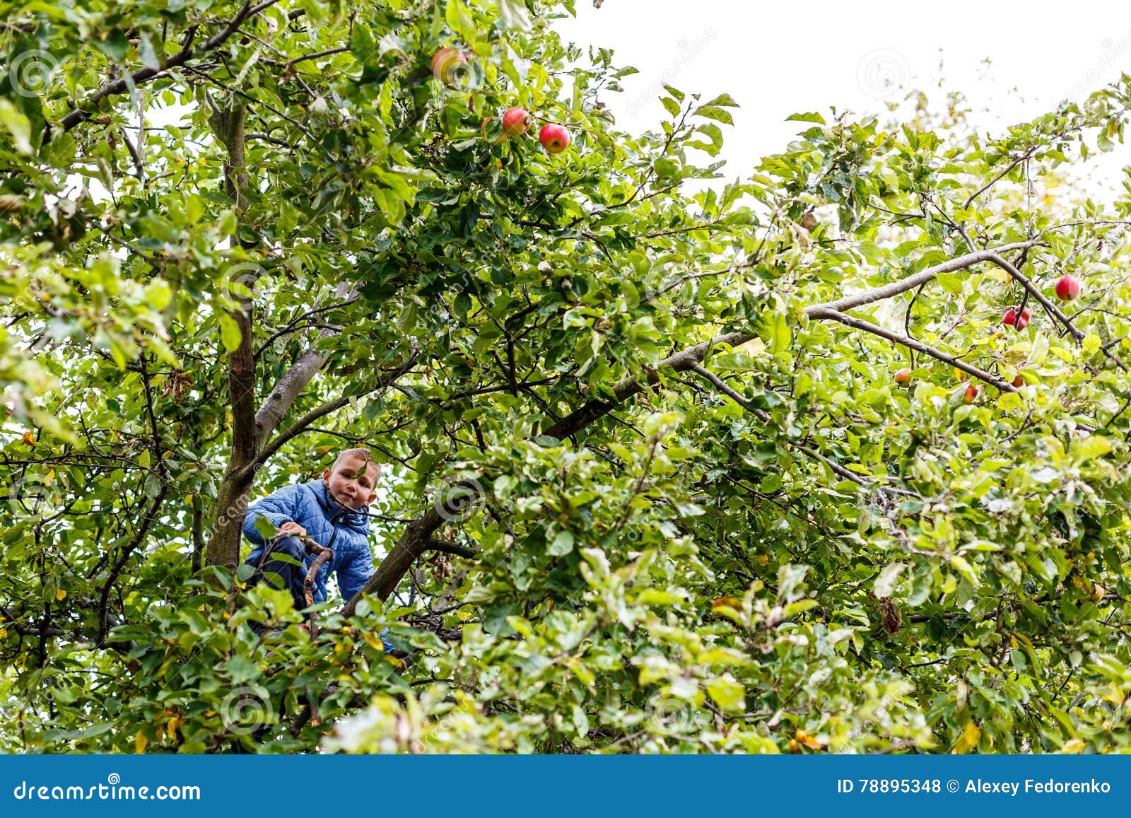 Boy climbing apple tree stock photo. Image of happiness - 78895348