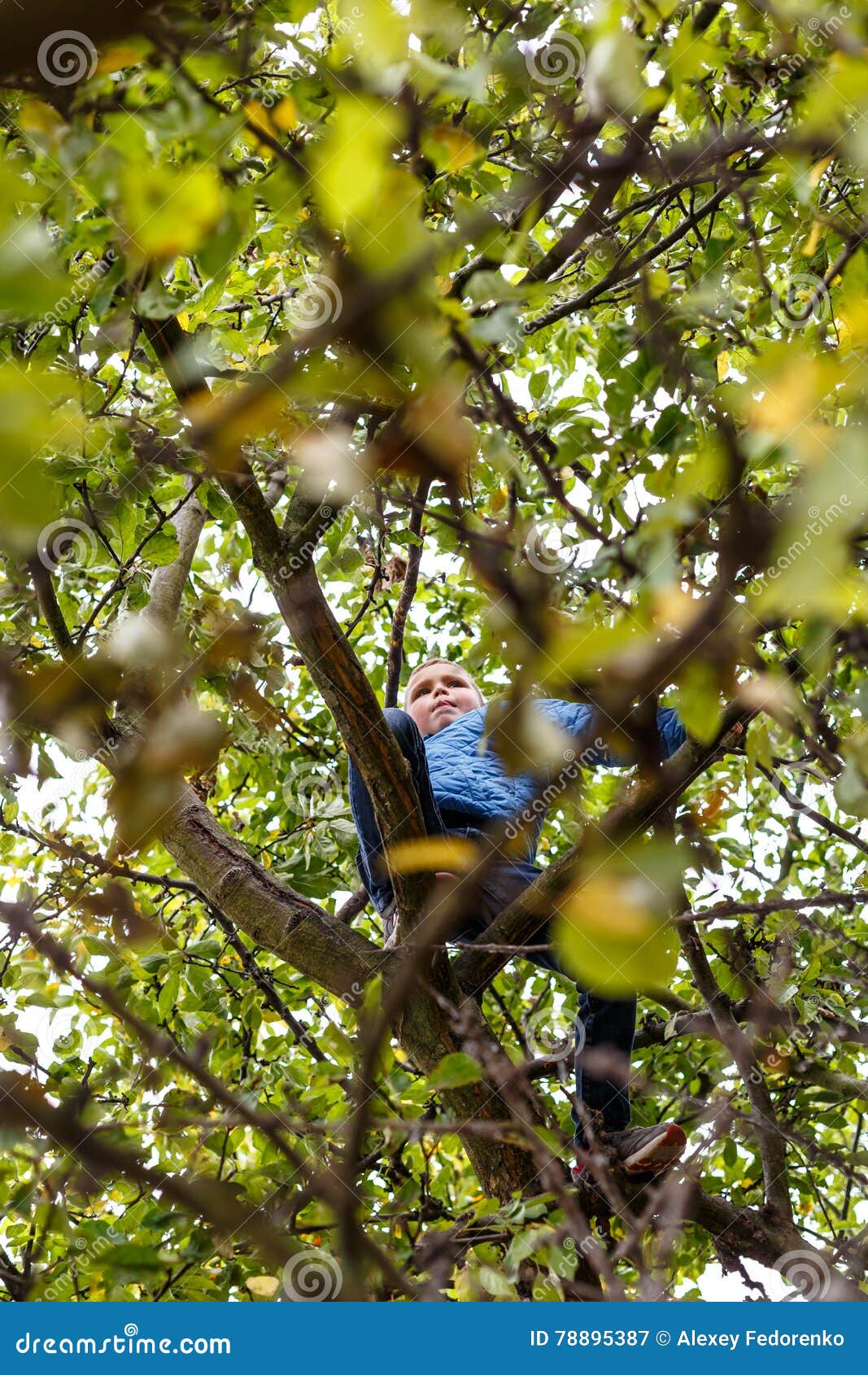 Boy climbing apple tree stock image. Image of autumn - 78895387