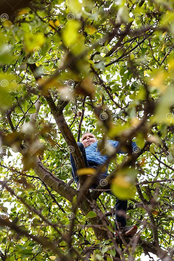 Boy climbing apple tree stock image. Image of autumn - 78895387