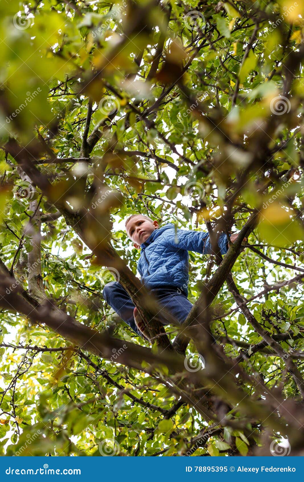 Boy climbing apple tree stock image. Image of nature - 78895395