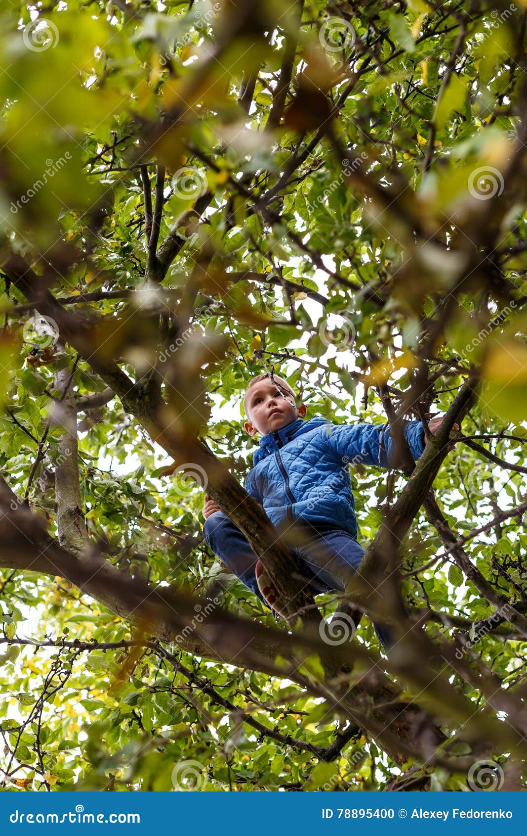 Boy climbing apple tree stock photo. Image of eating - 78895400