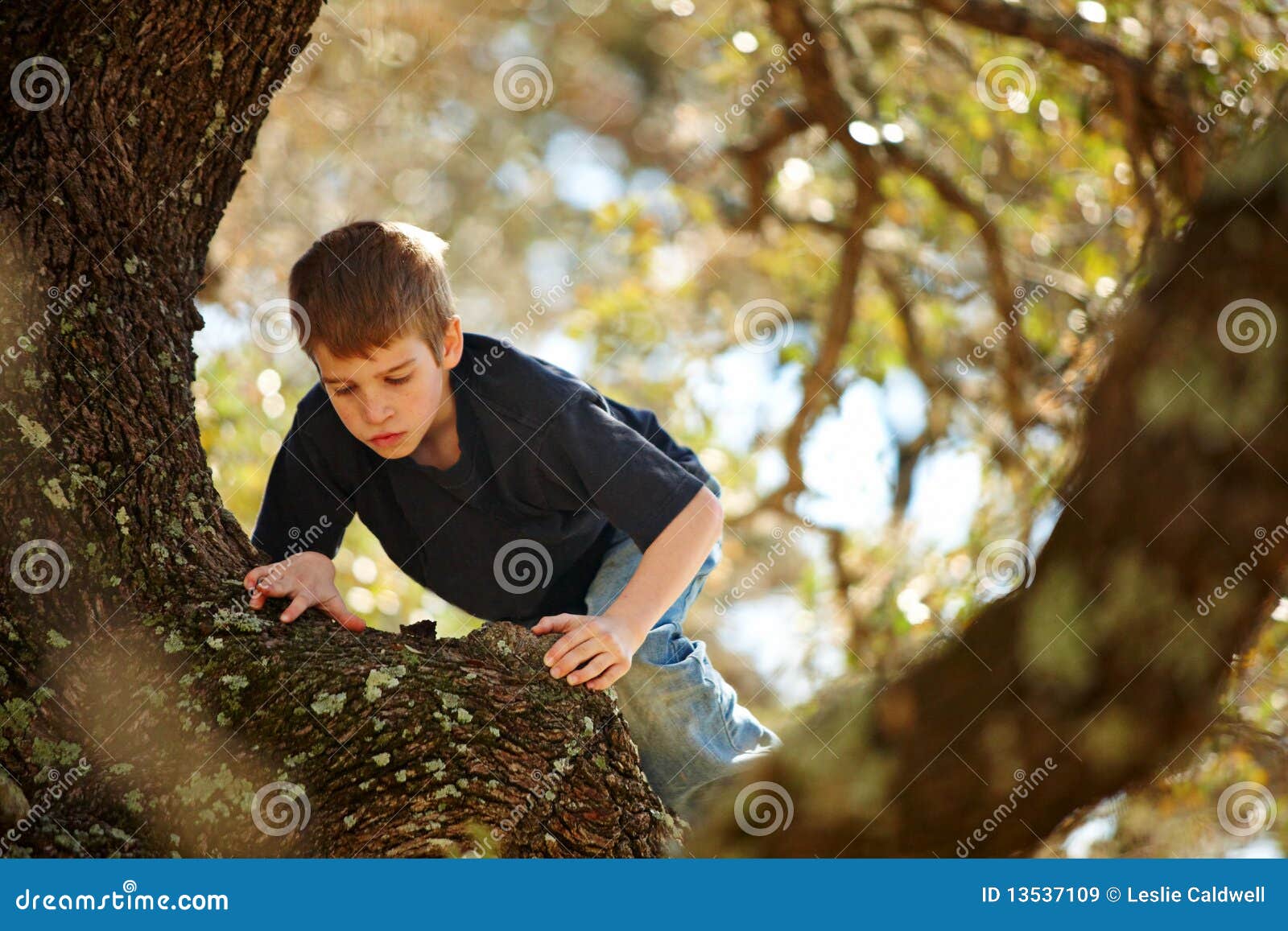 Boy climbing a big tree stock image. Image of concentrating - 13537109 Boy climbing a big tree stock image. Image of concentrating - 13537109