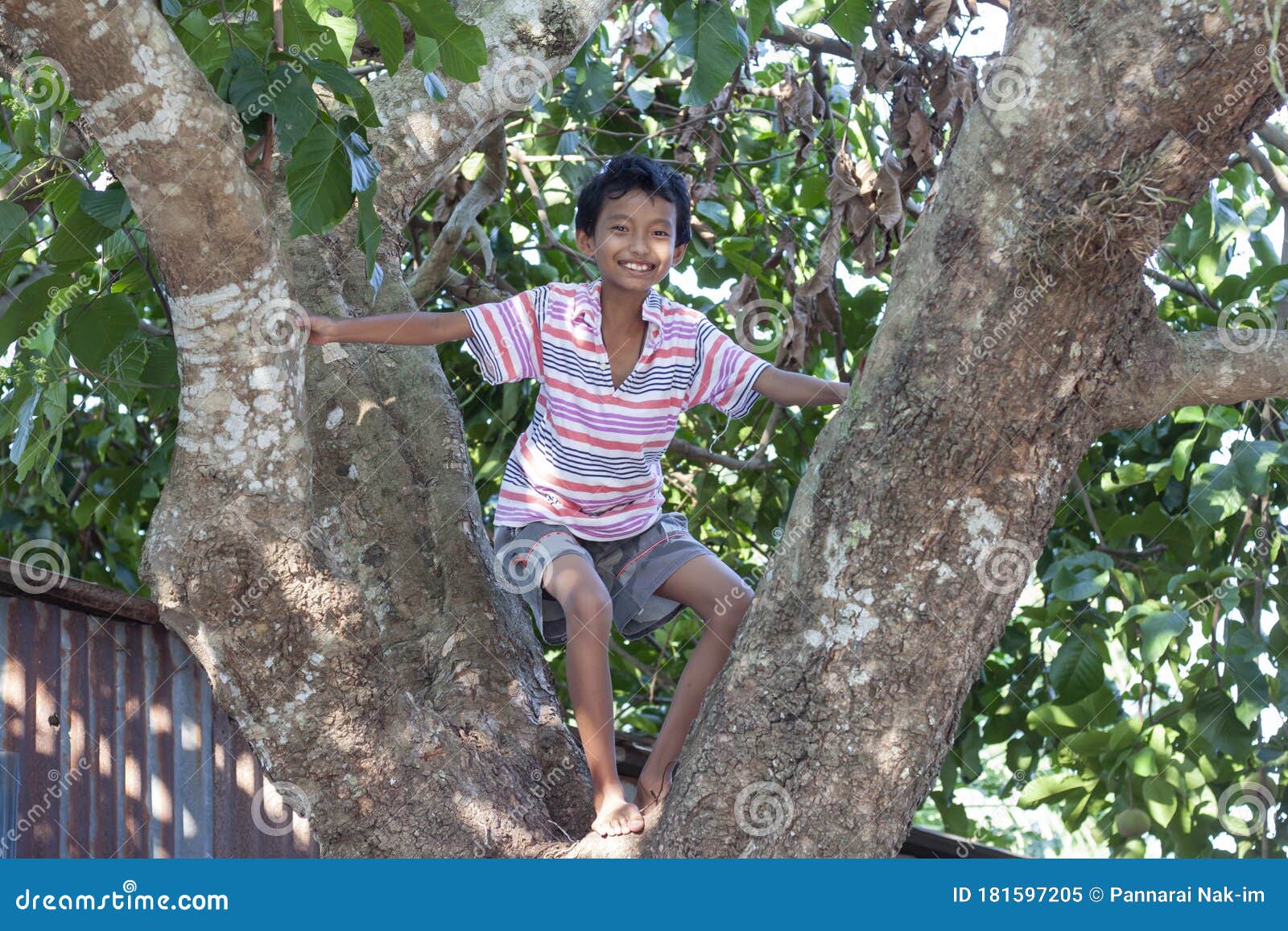 The Boy Climbing on the Big Tree and Standing Smile on the Trunk in the ...