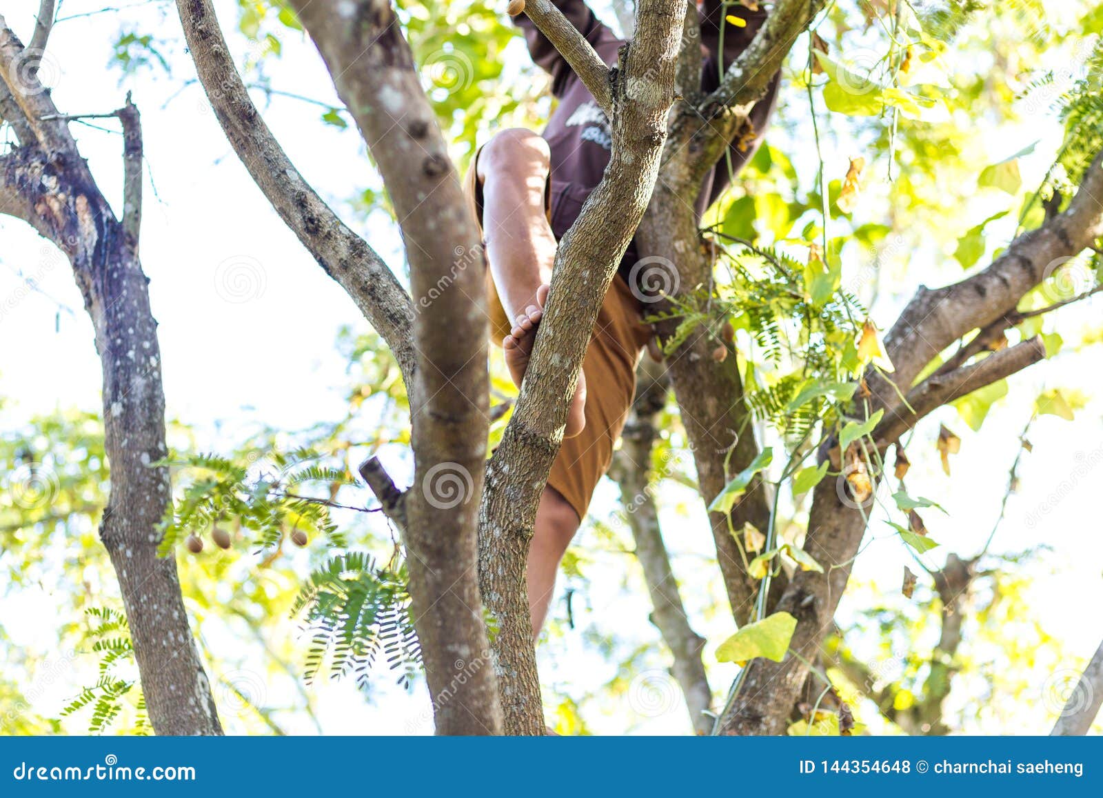 A Boy Climbing High Tree in the Forest Stock Photo - Image of branch ...