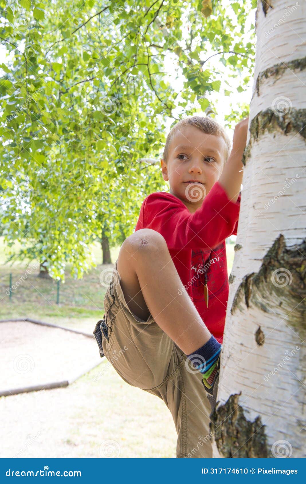 Boy Climbing a Tree stock photo. Image of outdoors, close - 317174610