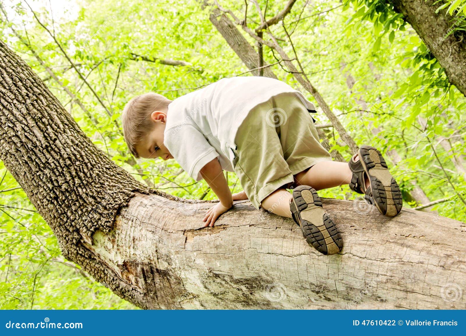 Boy climbing a tree stock photo. Image of tree, active - 47610422
