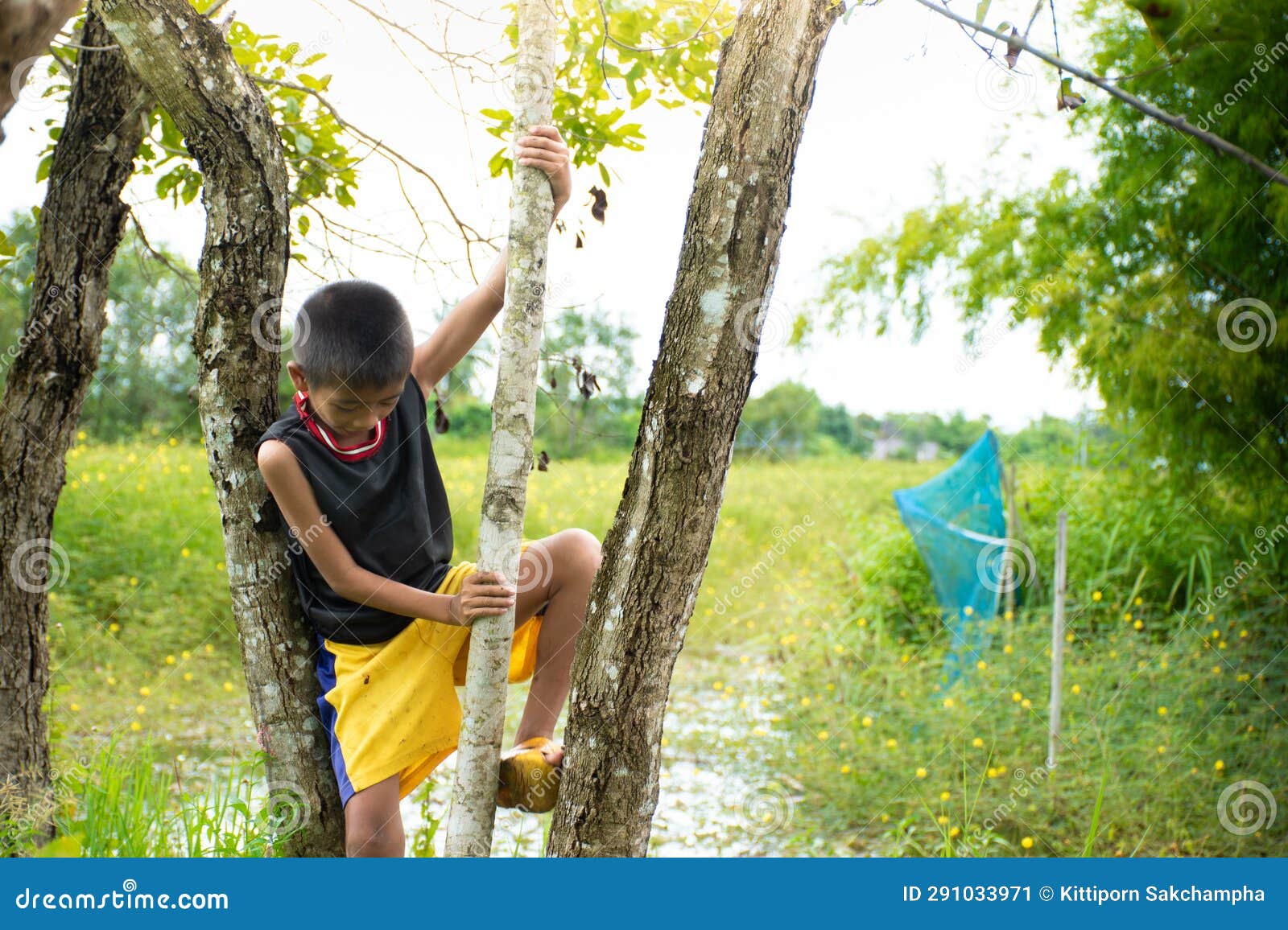 Boy Climbing a Tree Feeling Excited and Challenge, Asian Young Boy with ...
