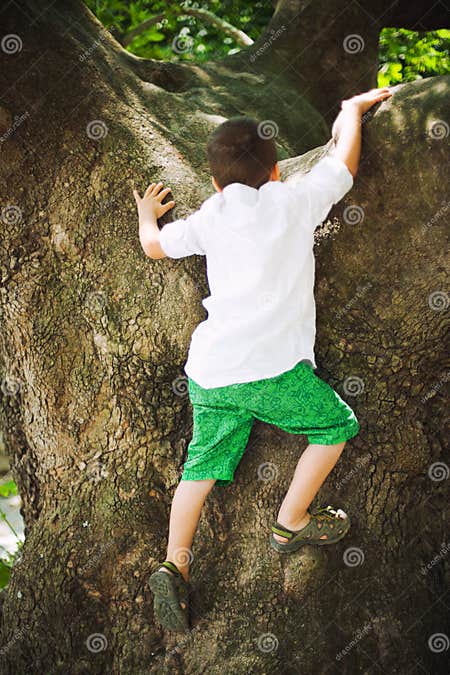 Boy climbing on tree stock photo. Image of exploration - 39112780