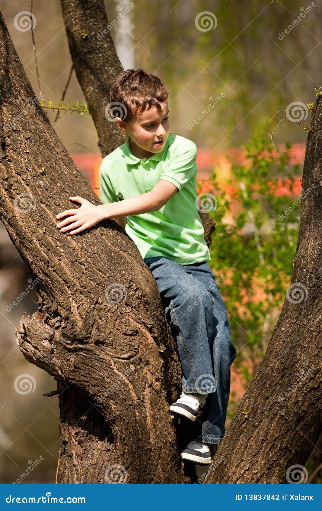 Boy climbing in trees stock photo. Image of forest, green - 13837842