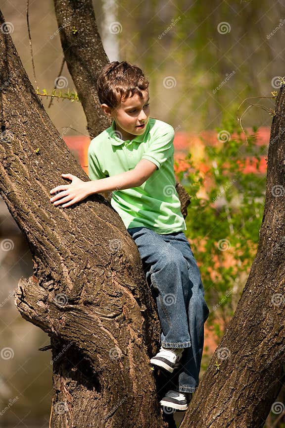 Boy climbing in trees stock photo. Image of forest, green - 13837842