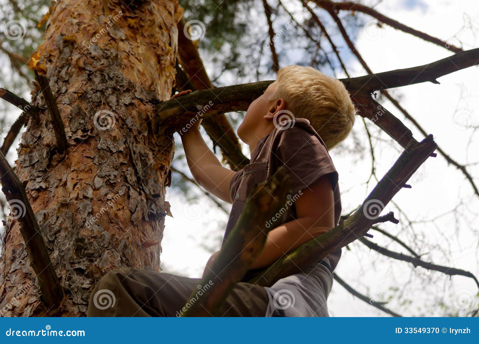 A boy climbs a tree stock photo. Image of look, fall - 33549370