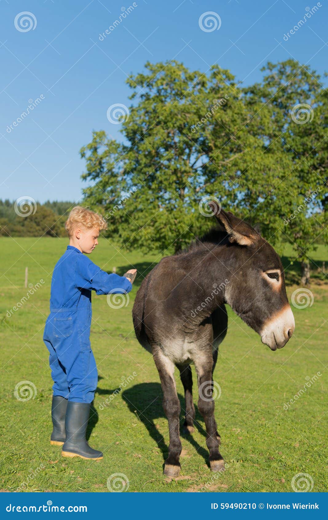 Boy combing the donkey stock photo. Image of farmhand - 59490210