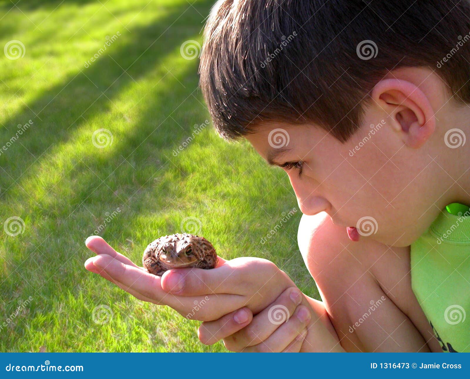 Boy curious of toad stock image. Image of childhood, looking - 1316473