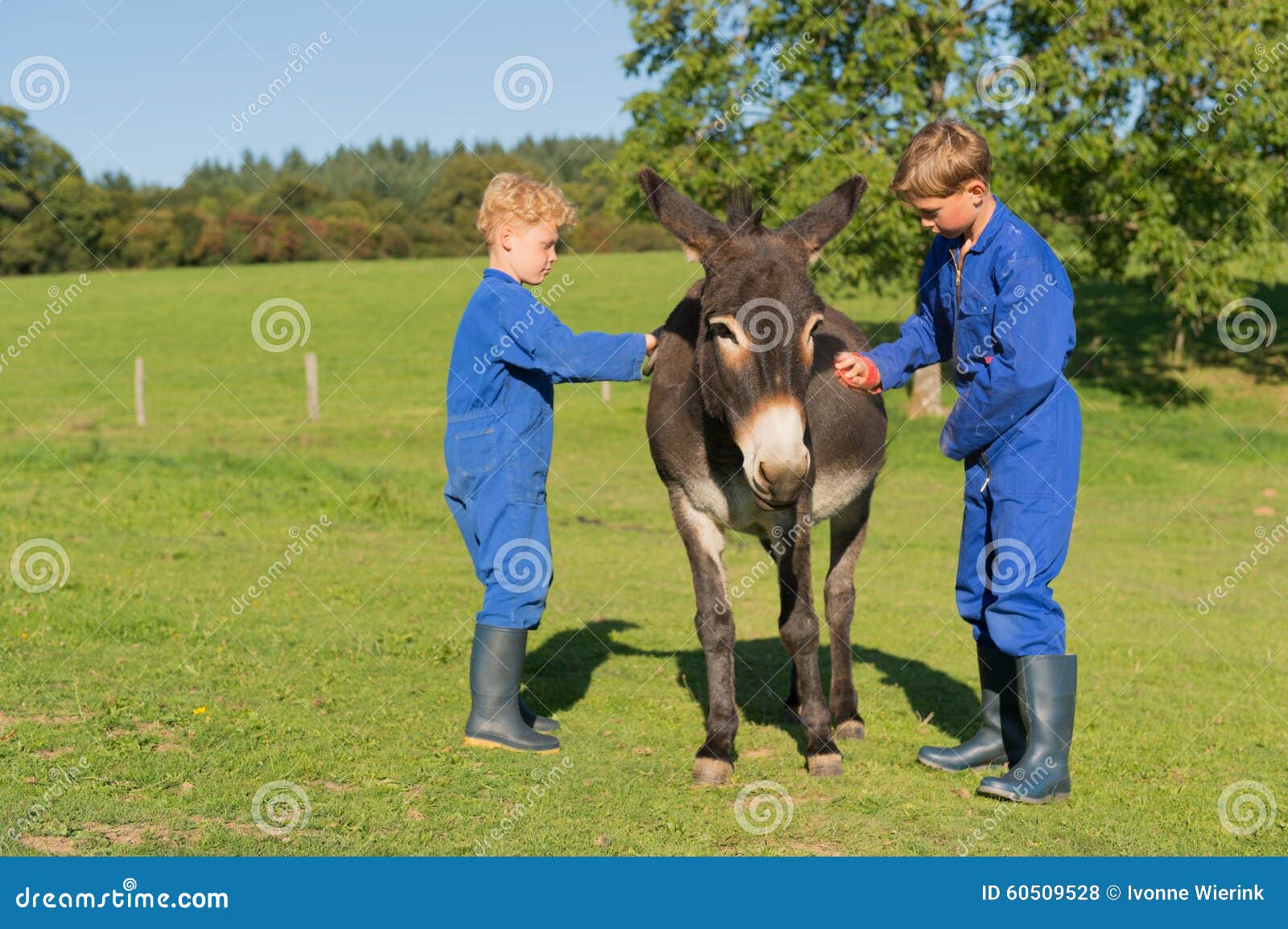 Boy curry the donkey stock photo. Image of farmhand, blond - 60509528