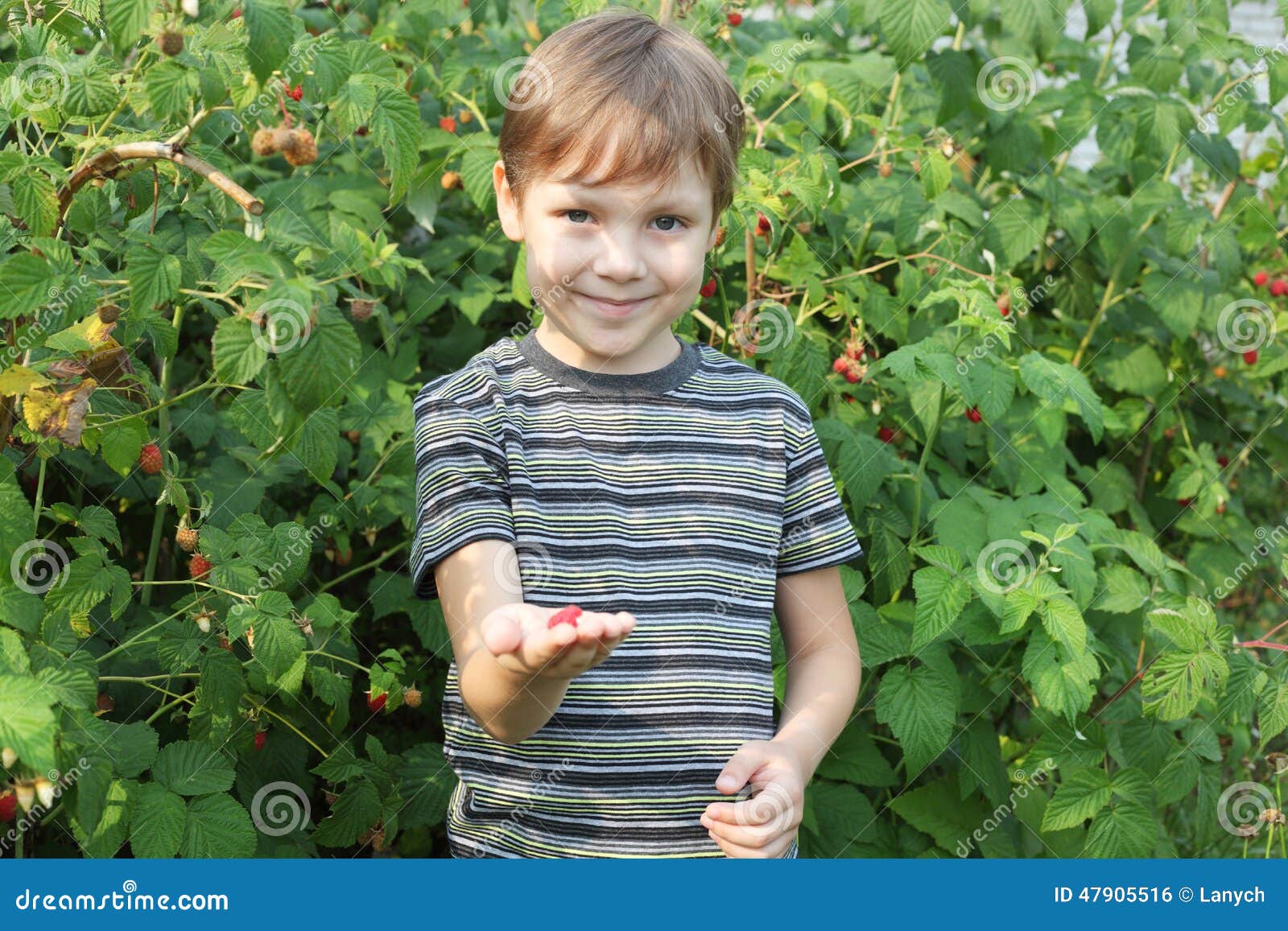 Boy stock photo. Image of childhood, cute, berry, harvest - 47905516