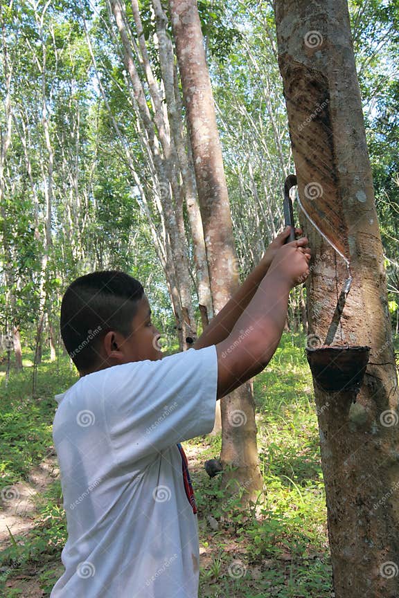 Boy cutting rubber tree stock photo. Image of rural, climate - 28152188