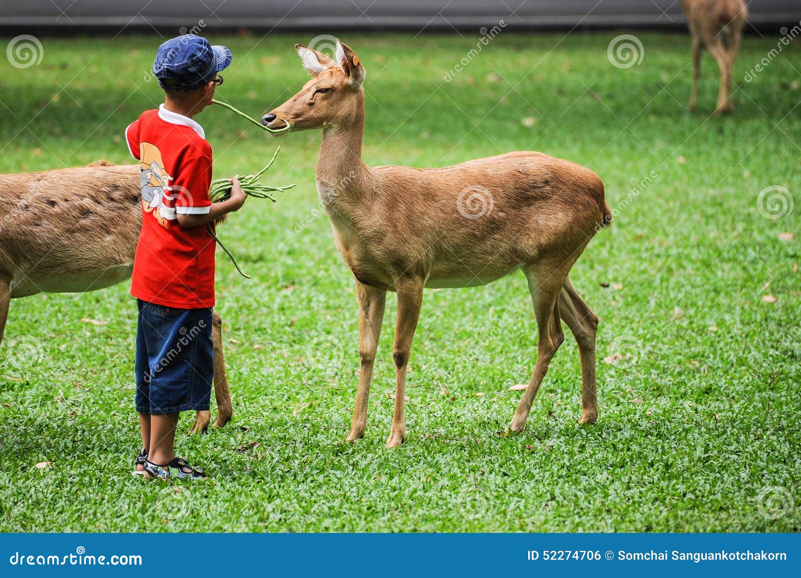 Boy with Deer stock photo. Image of outdoor, thailand - 52274706