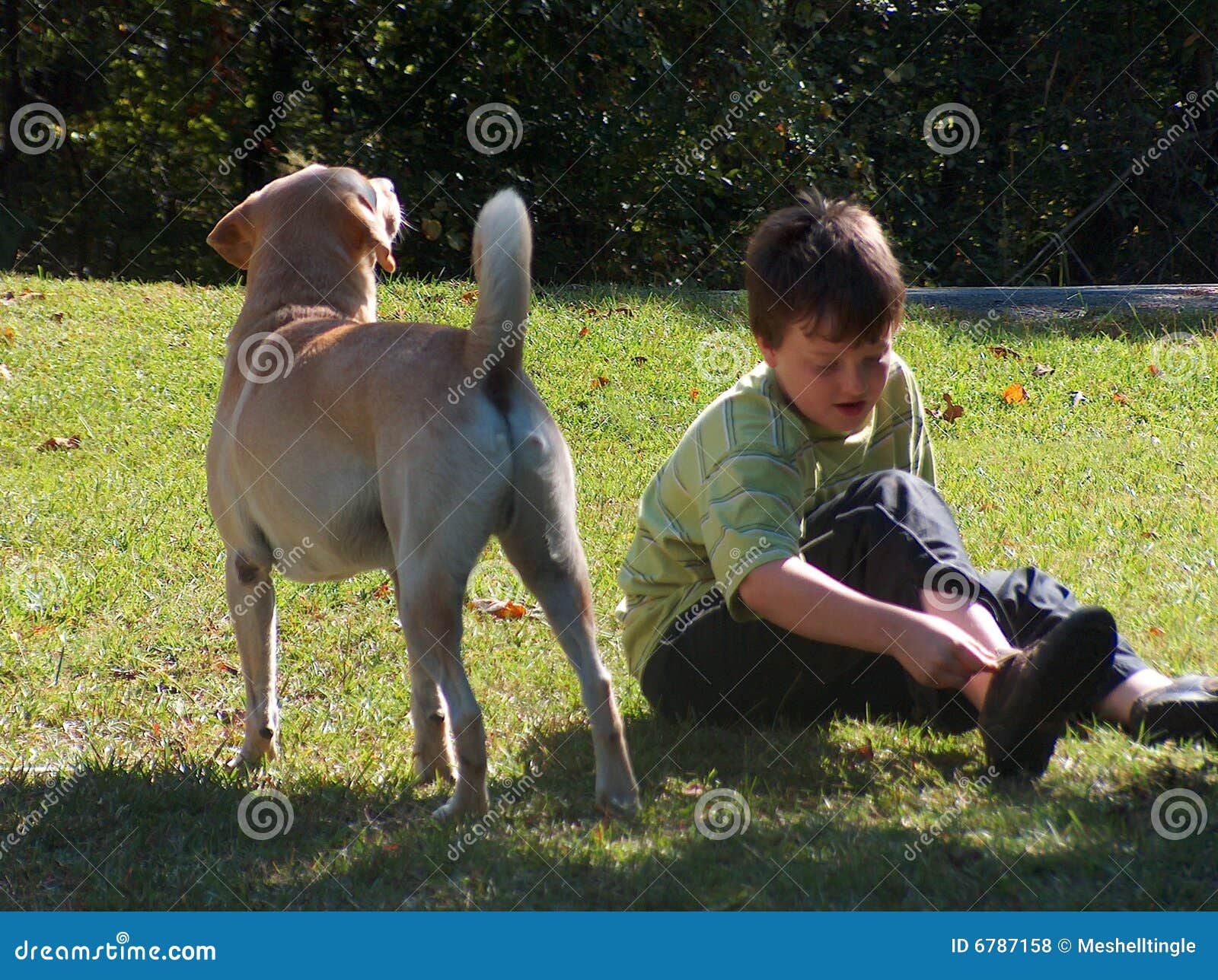 Boy with Dog stock photo. Image of little, grass, mammal - 6787158