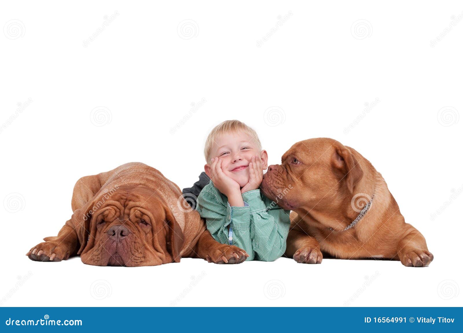 Boy with dogs stock image. Image of master, isolated - 16564991