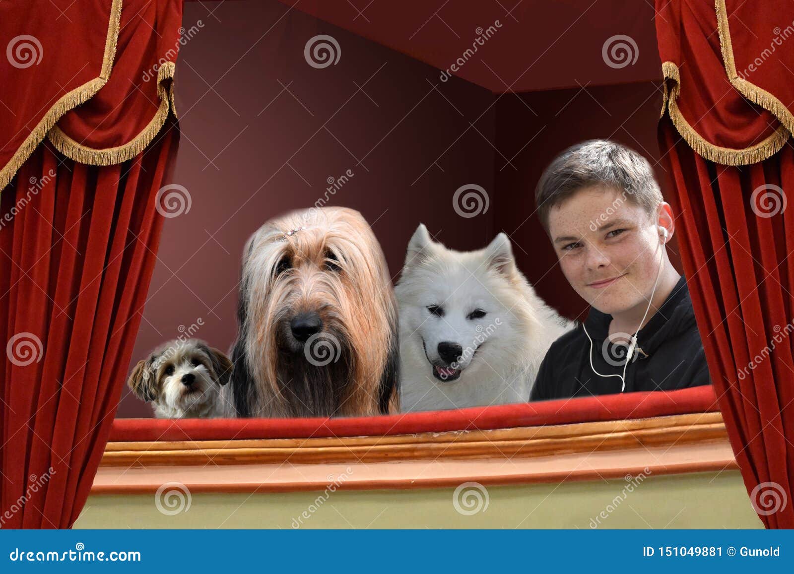 Boy and dogs in theater stock image. Image of expectant - 151049881