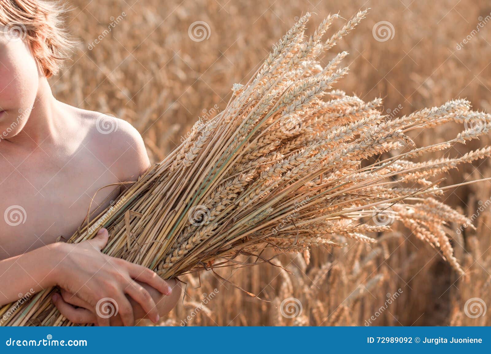 Ears Of Corn On Red Satin Royalty-Free Stock Photography ...