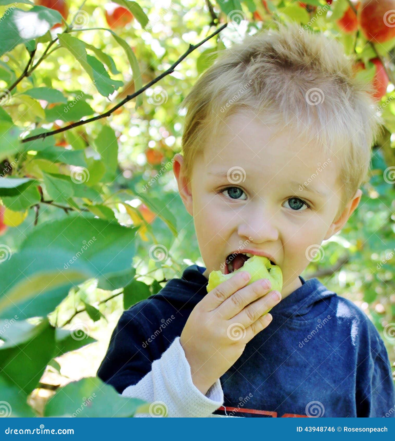 Boy eating an apple stock photo. Image of leaves, farmer - 43948746